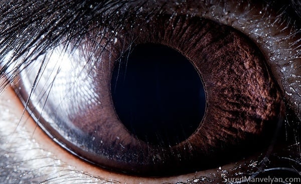 These Extreme Close-Up Photos of Animal Eyes Will Blow You Away ...