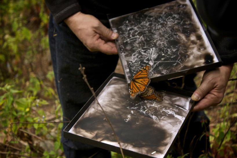 Steven Spazuk: the Artist Who Paints With Fire | Buzzworthy