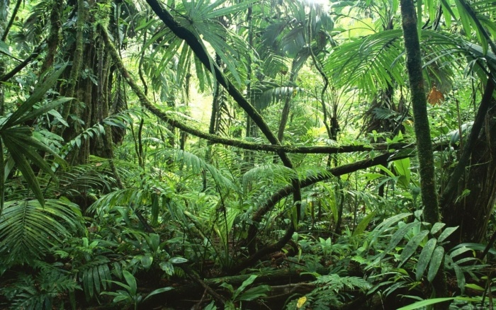 These Incredible Photos of the Amazon Show it’s the Most Precious Place ...