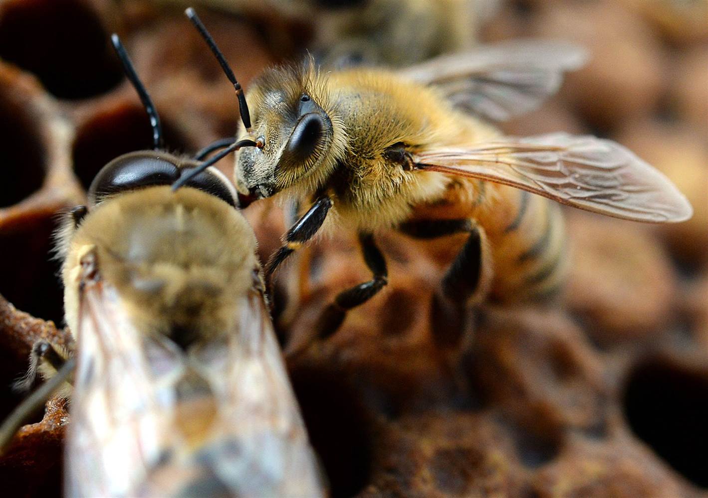 This Artist Wants to Save the Bees by Using Them in His Music | Buzzworthy