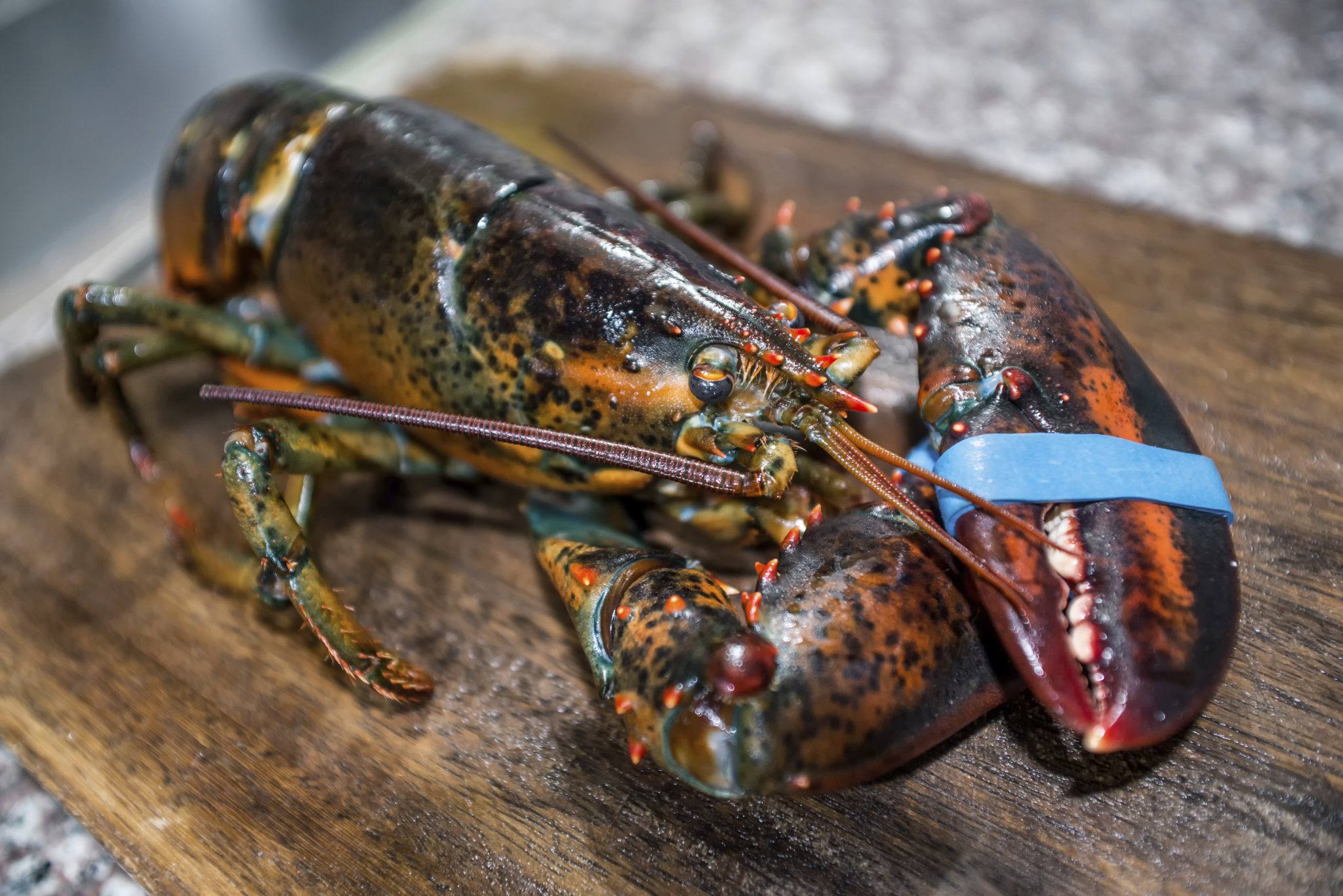 Eat Them While You Can: 10 Foods on the Verge of Extinction | Buzzworthy