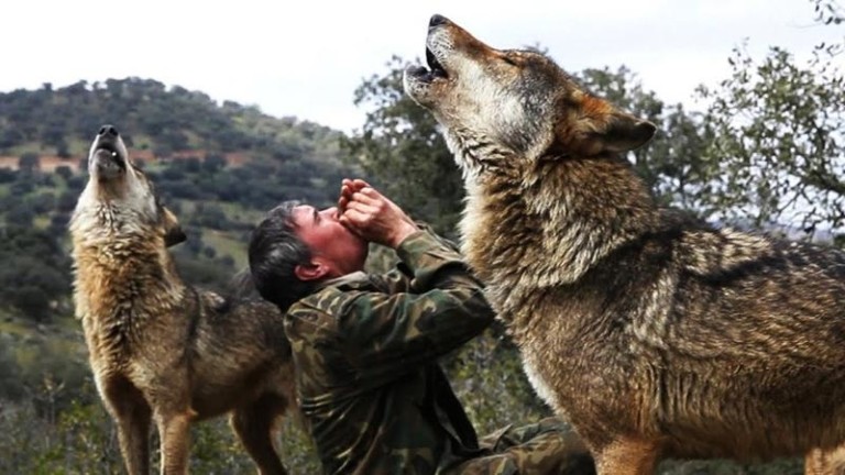 Raised by Wolves, This Man Explains Where Humans Have Failed | Buzzworthy