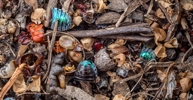 Video of Ants Having a Funeral For a Bee Baffles Scientists | Buzzworthy